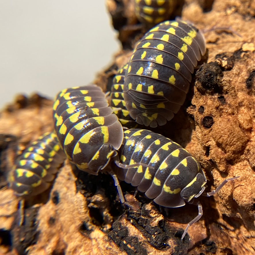 Isopods & Springtails– Studio Zoologic