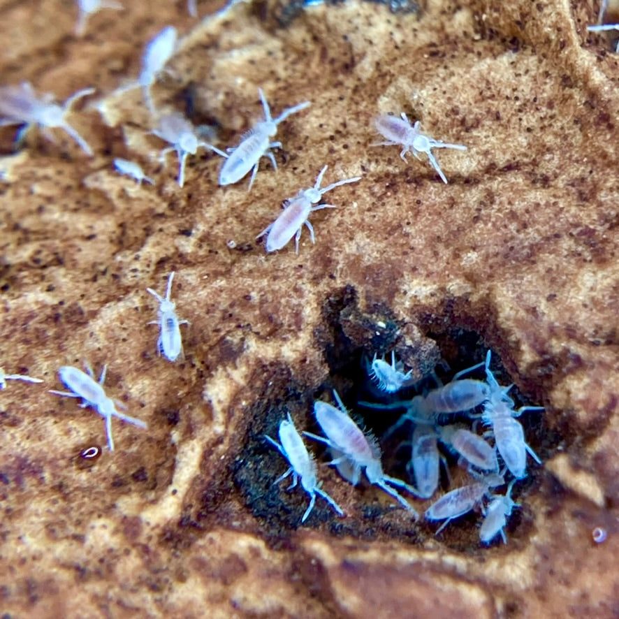 Springtails– Studio Zoologic