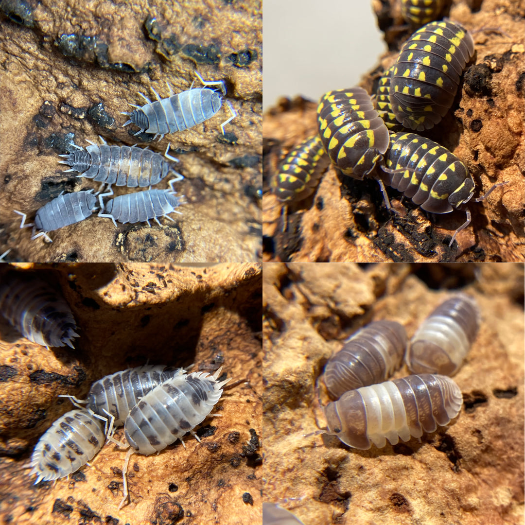 All Isopods & Springtails– Studio Zoologic