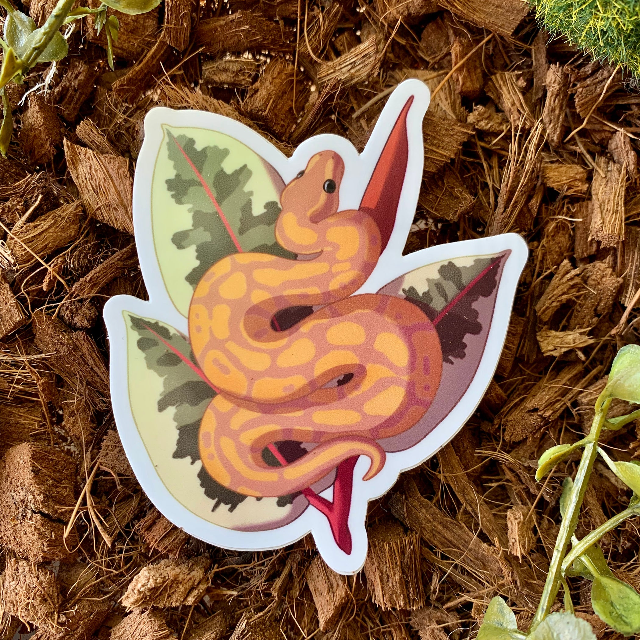 Banana Beauty Ball Python Sticker– Studio Zoologic