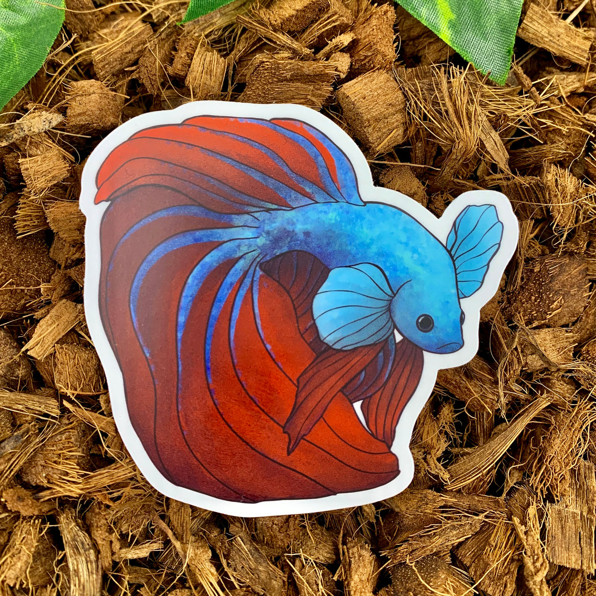 Resplendent Betta splendens, Siamese Fighting Fish Sticker– Studio Zoologic