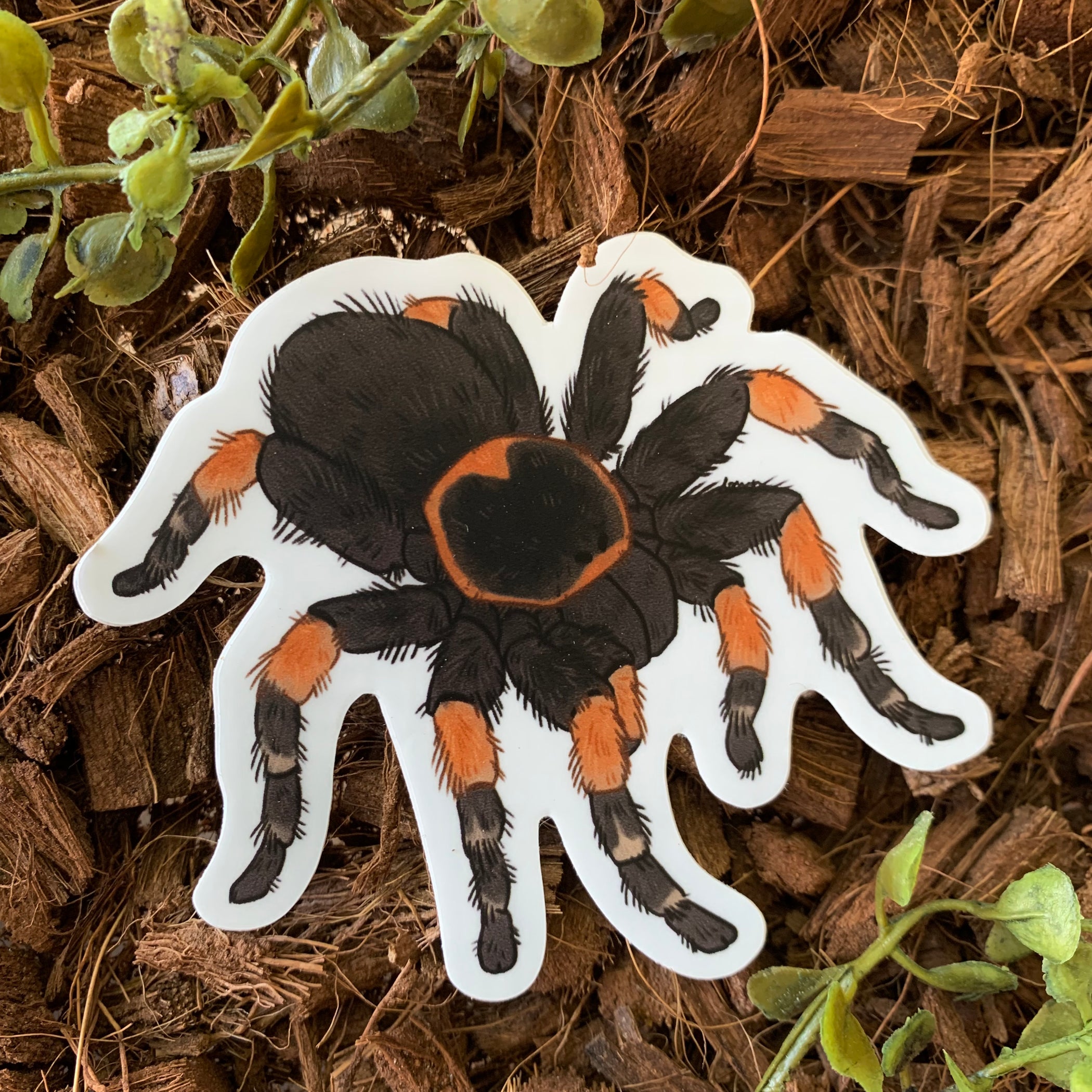 Mexican Red-Knee Tarantula Sticker– Studio Zoologic