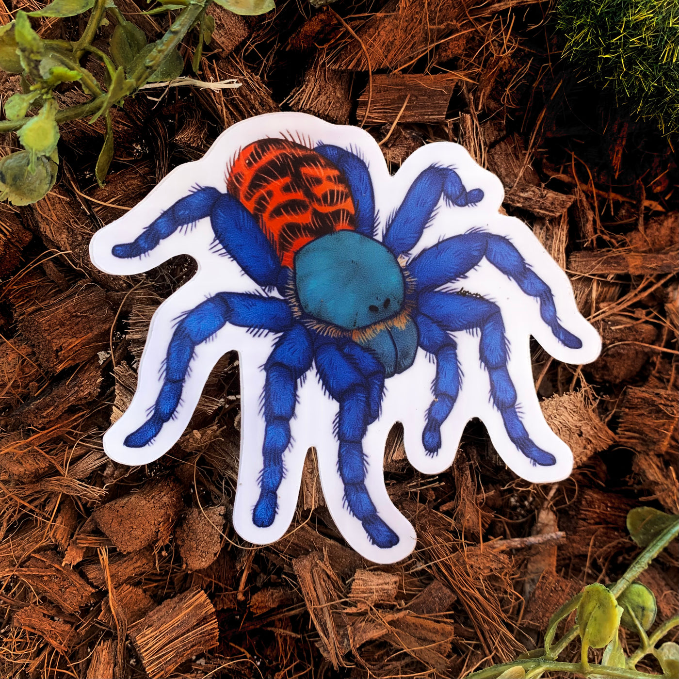 Greenbottle Blue Tarantula Sticker– Studio Zoologic